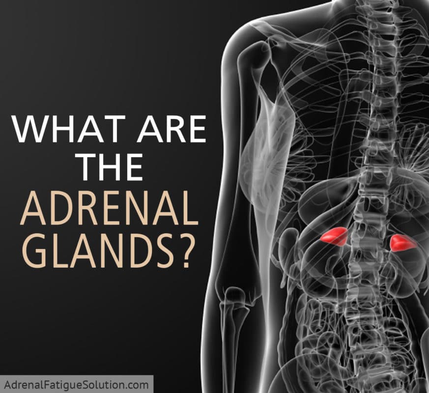 What Are The Adrenal Glands? | Adrenal Fatigue Solution